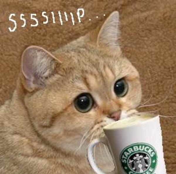 [Image - 220748] | Starecat / Grafics Cat | Know Your Meme