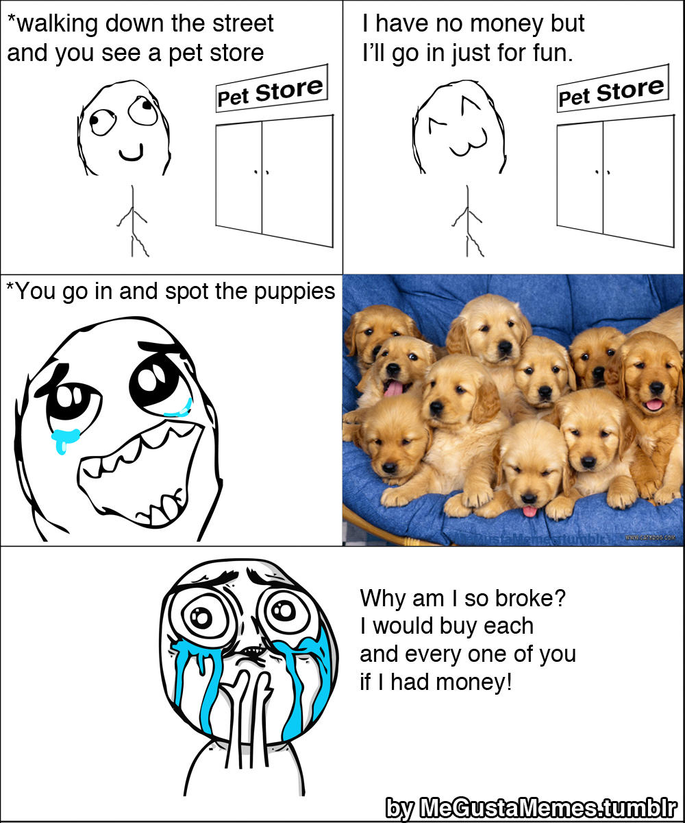 [Image - 226110] | Cuteness Overload | Know Your Meme