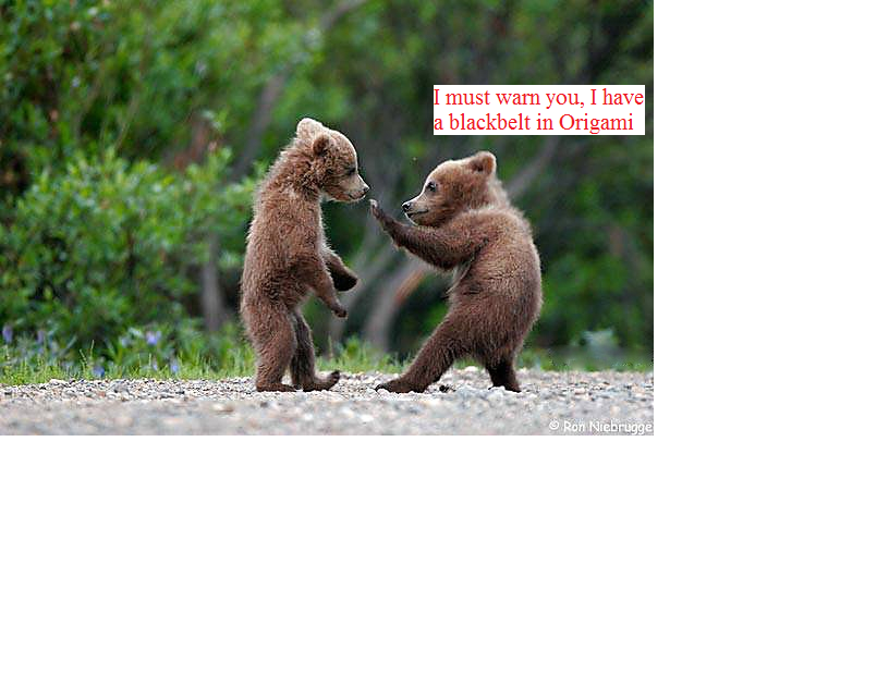 [Image - 226689] | Bear Cub Fight | Know Your Meme