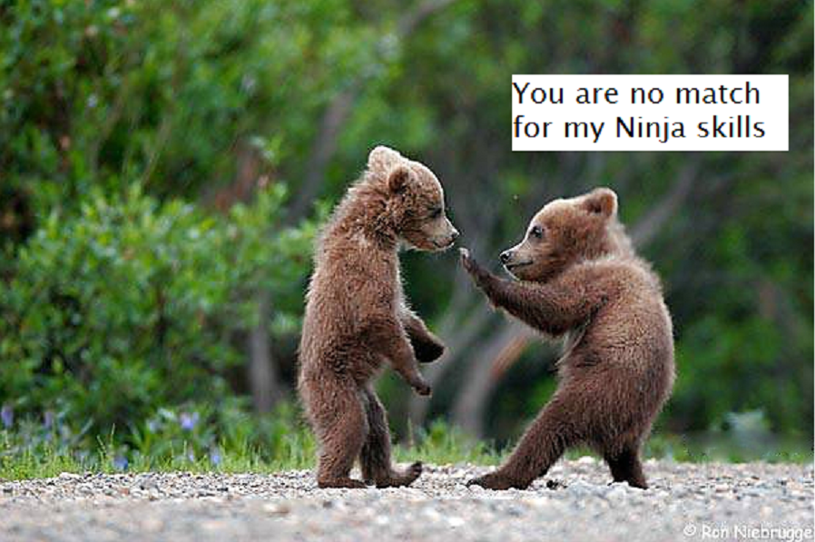 [Image - 226690] | Bear Cub Fight | Know Your Meme