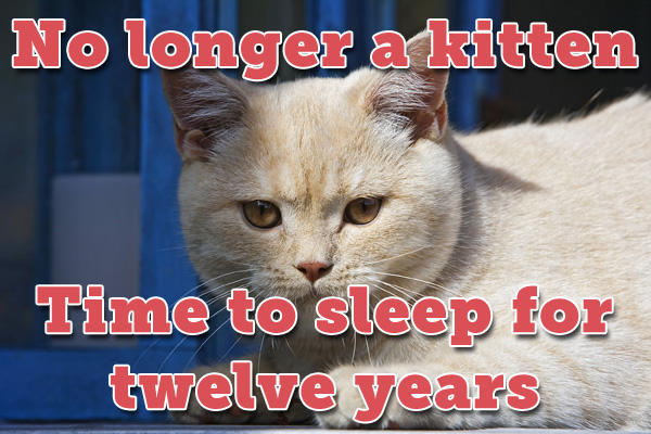 [Image - 228883] | Cats | Know Your Meme