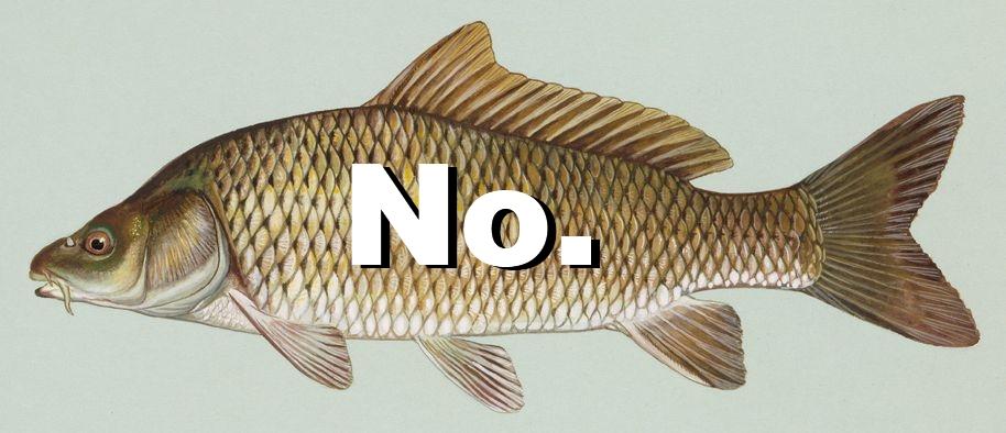 [Image - 233437] | common carp | Know Your Meme