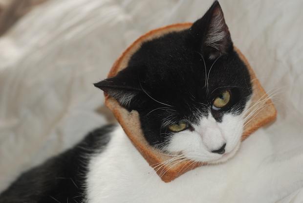 [Image - 243059] | Cat Breading | Know Your Meme