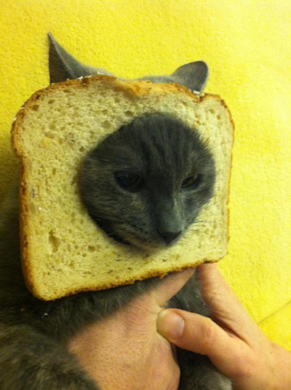[Image - 244163] | Cat Breading | Know Your Meme