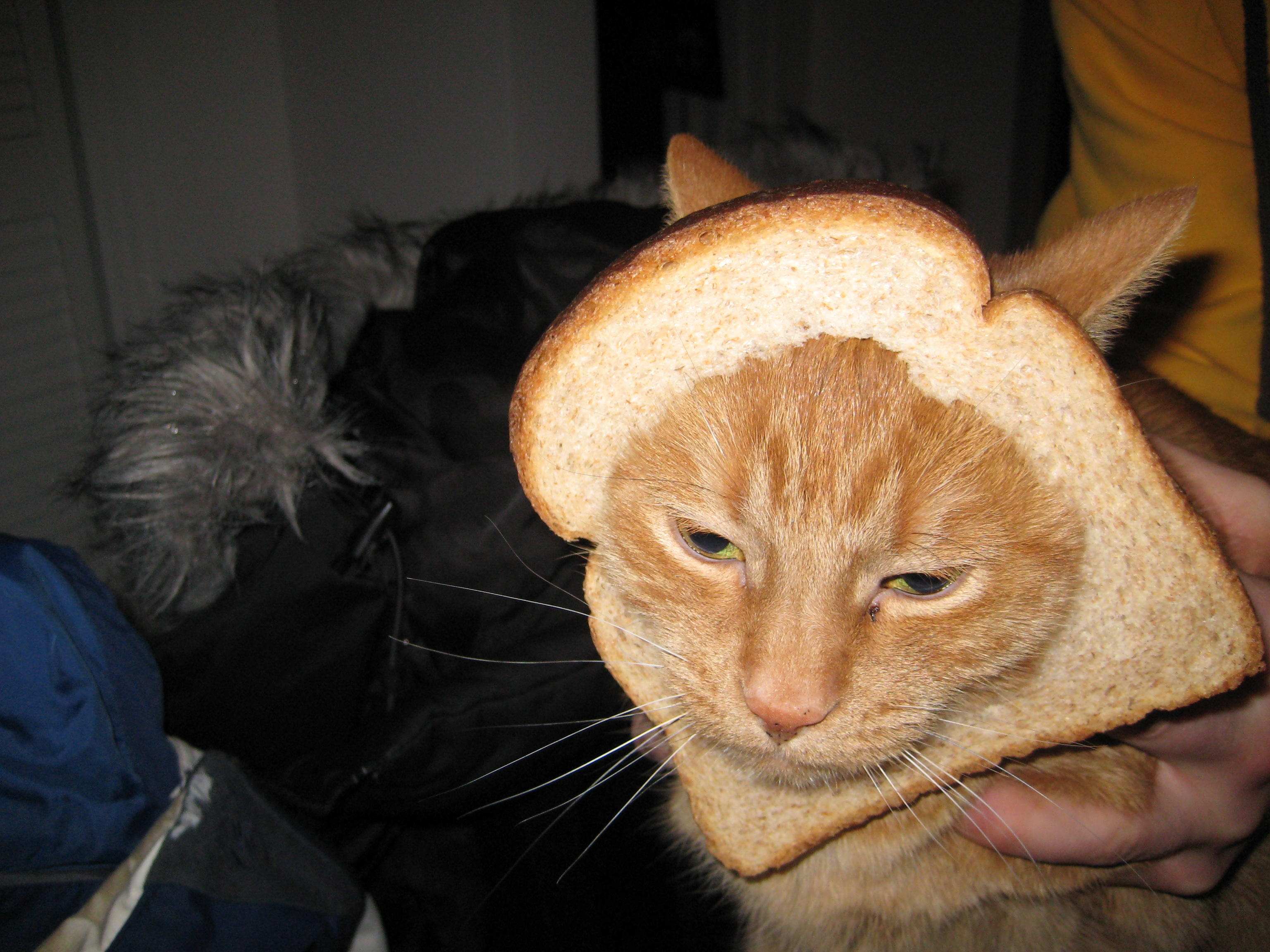 [Image - 244852] | Cat Breading | Know Your Meme