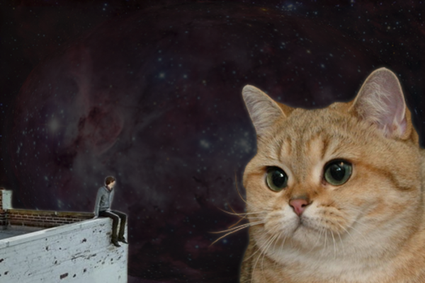 [Image - 245019] | Starecat / Grafics Cat | Know Your Meme