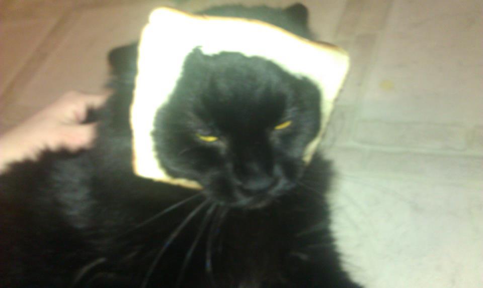 [Image - 246090] | Cat Breading | Know Your Meme