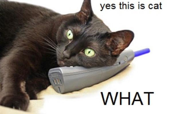 [Image - 246933] | Yes, This is Dog | Know Your Meme