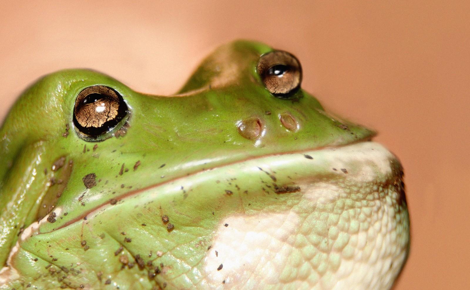 [Image - 255741] | Get Out Frog / Frogout / Me Obrigue | Know Your Meme