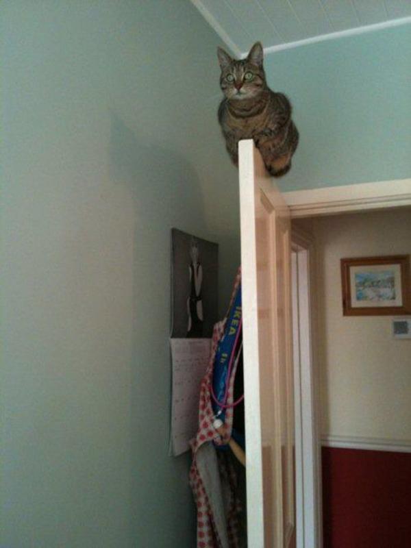 [Image - 259686] | Monorail Cat | Know Your Meme