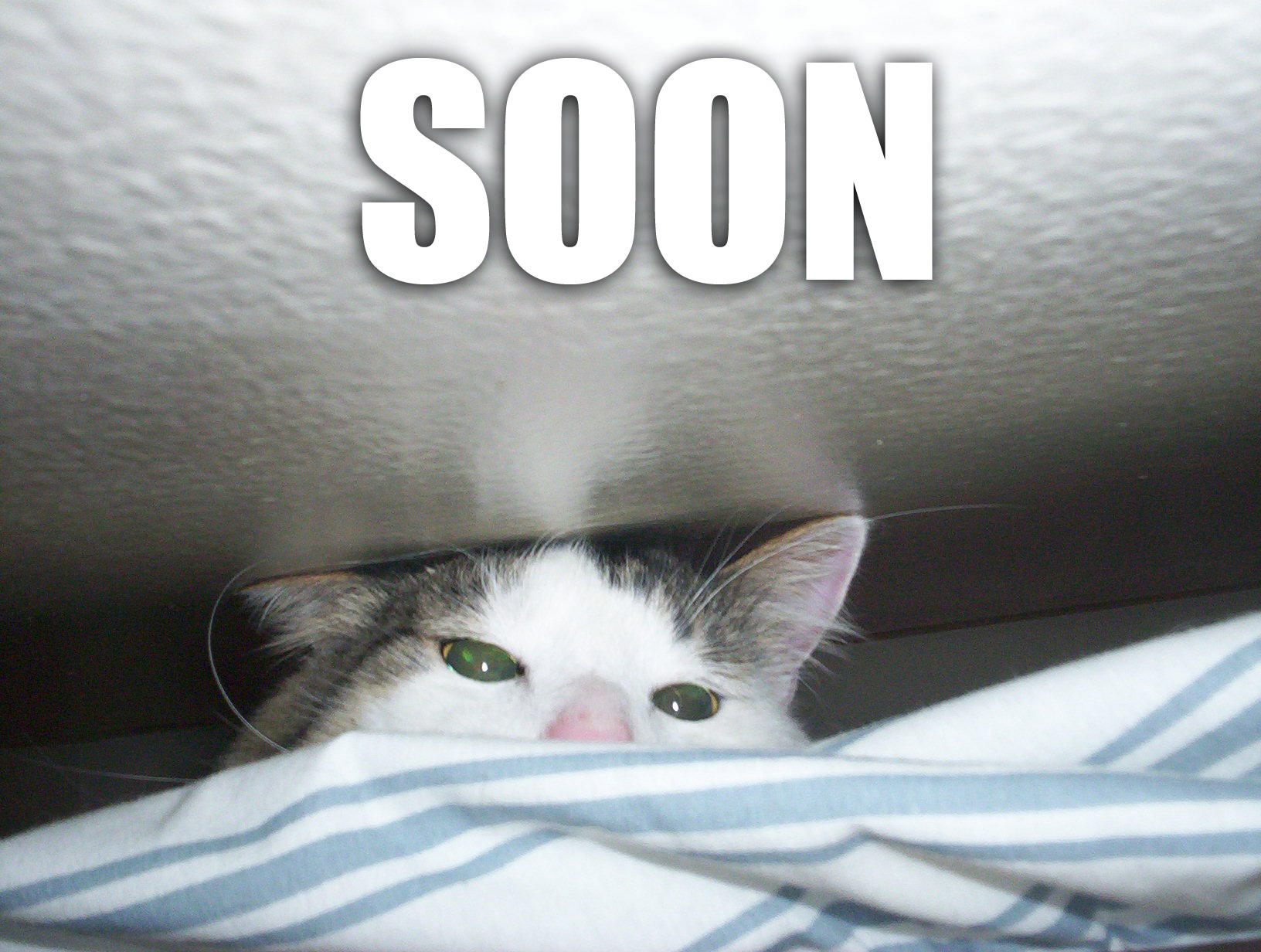 [Image - 263880] | SOON | Know Your Meme