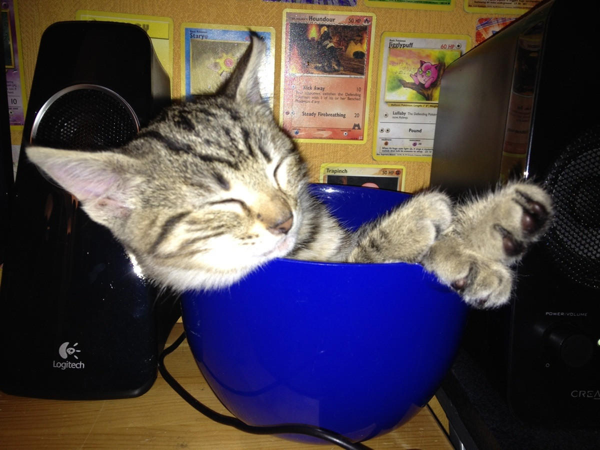 [Image - 264185] | If It Fits I Sits | Know Your Meme