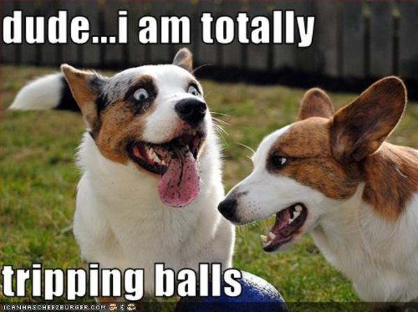 [Image - 264575] | Tripping Balls | Know Your Meme