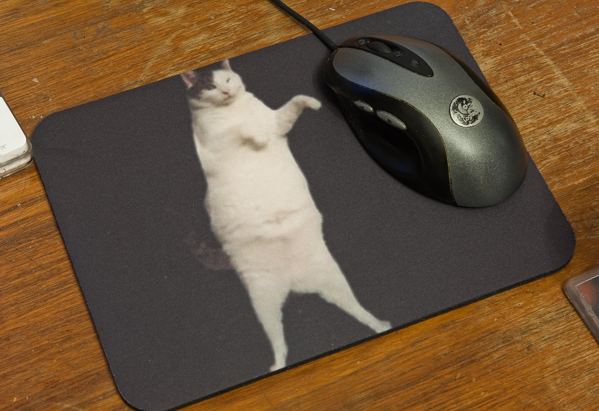 [Image - 266619] | Kitty Cat Dance | Know Your Meme