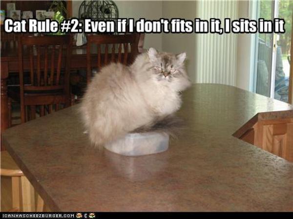 [Image - 268049] | If It Fits I Sits | Know Your Meme