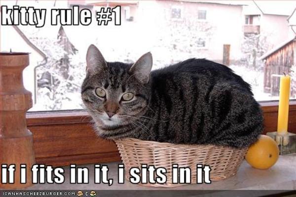 [Image - 268063] | If It Fits I Sits | Know Your Meme