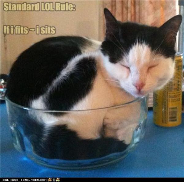 [Image - 268069] | If It Fits I Sits | Know Your Meme