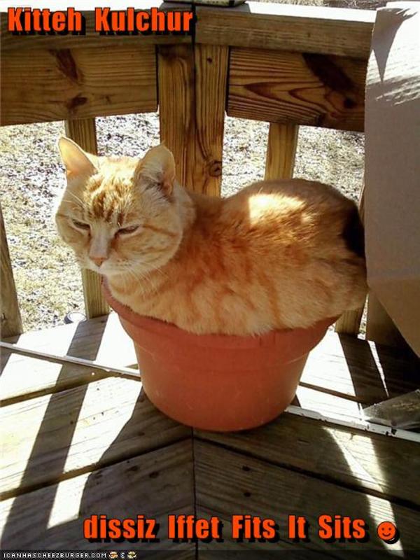 [Image - 268088] | If It Fits I Sits | Know Your Meme