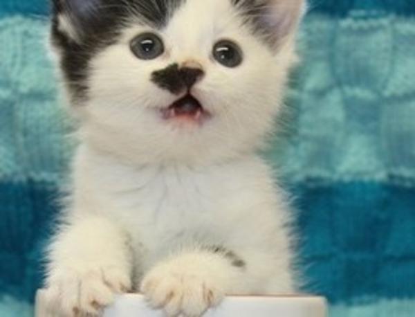 [Image - 268851] | Kitler | Know Your Meme