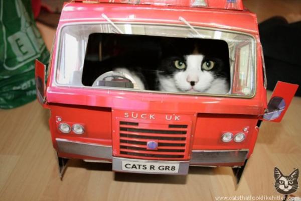 [Image - 271812] | Kitler | Know Your Meme