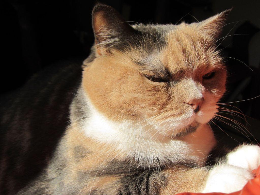 [Image - 274810] | Lenin Cat | Know Your Meme