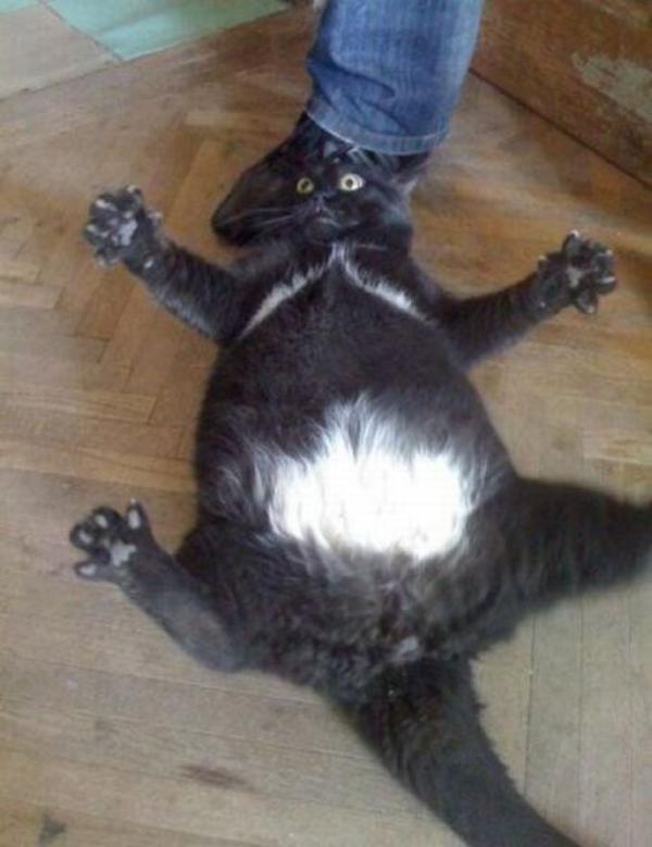 I have fallen, and I choose not to get up! | Cats | Know Your Meme