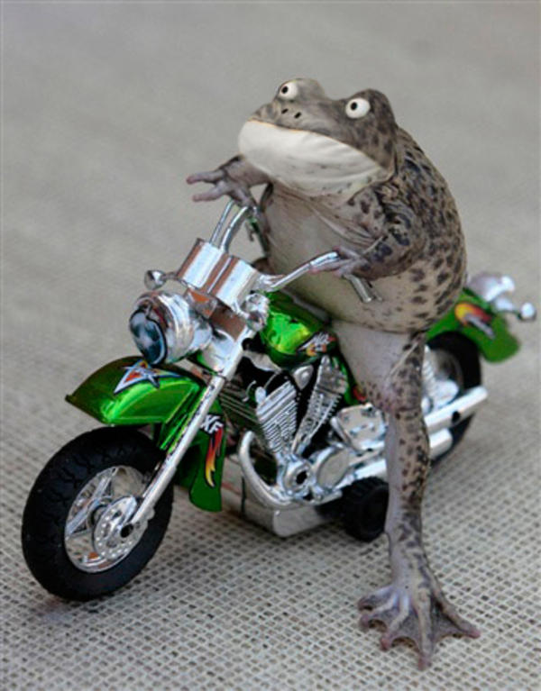 [Image - 285074] | Get Out Frog / Frogout / Me Obrigue | Know Your Meme