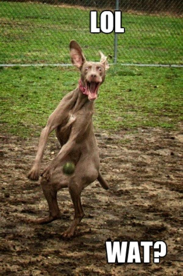 LOL WAT? | Wat | Know Your Meme