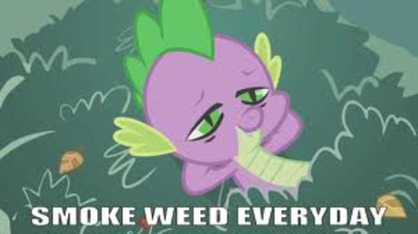 [Image - 288767] | Smoke Weed Every Day | Know Your Meme