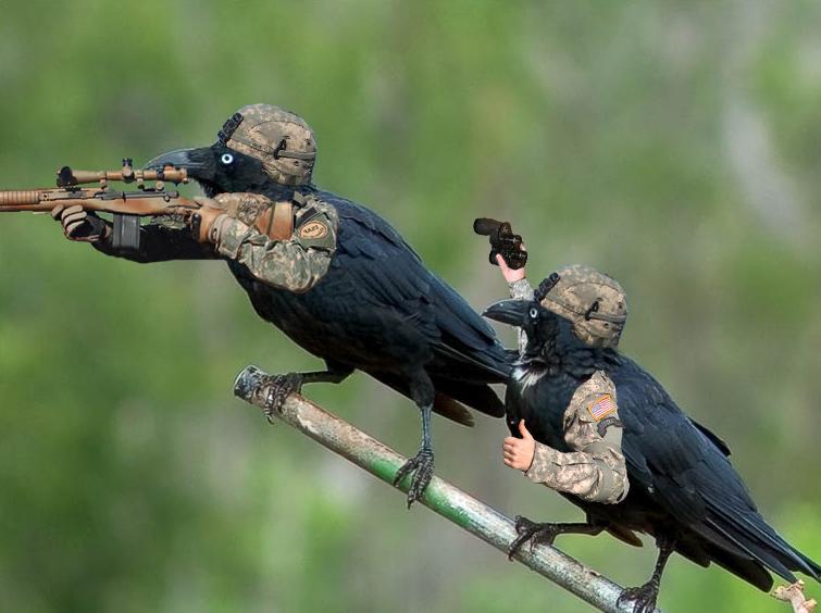 Sniper team Crows | Birds with Arms | Know Your Meme