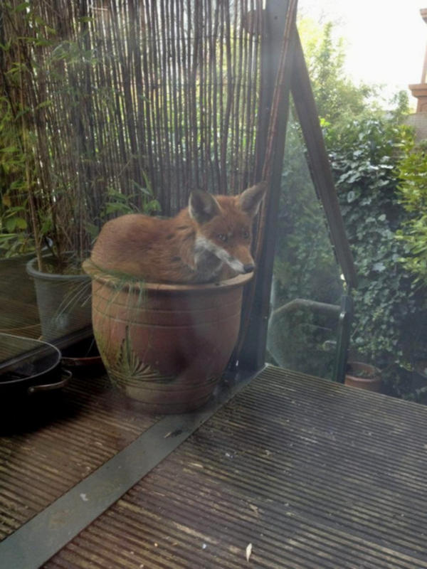 [Image - 292646] | If It Fits I Sits | Know Your Meme