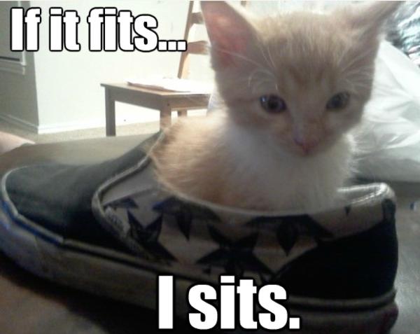 [Image - 293001] | If It Fits I Sits | Know Your Meme