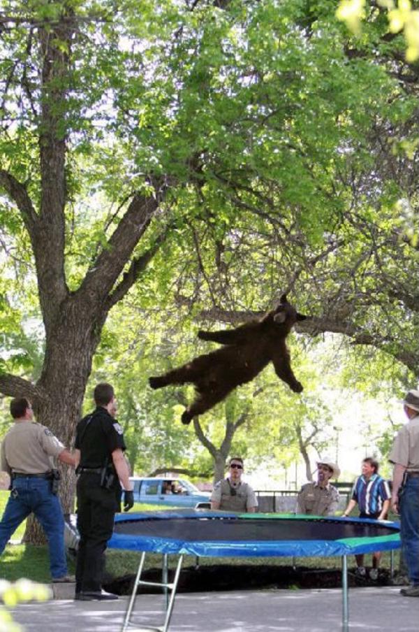 [Image - 295512] | Falling Bear | Know Your Meme