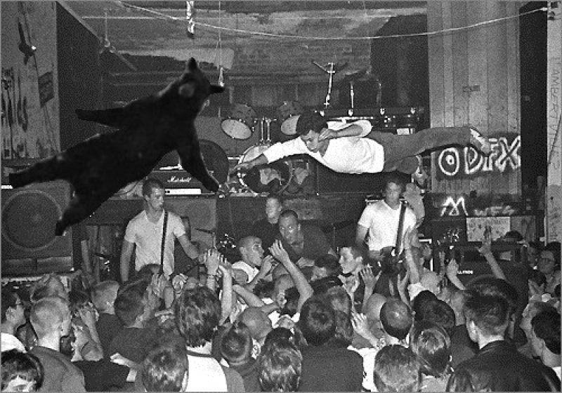 [Image - 295579] | Falling Bear | Know Your Meme