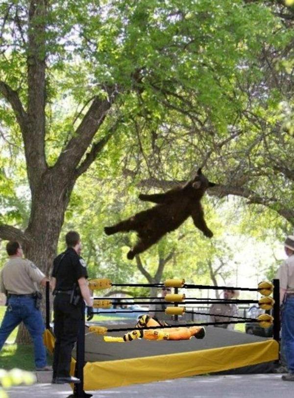 [Image - 295623] | Falling Bear | Know Your Meme