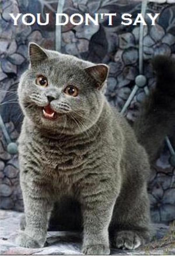 Happy Cat you don't say | Happy Cat | Know Your Meme
