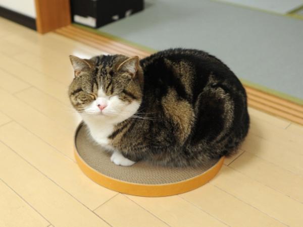 [Image - 296165] | Maru the Cat | Know Your Meme