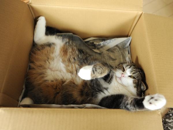 [Image - 296166] | Maru the Cat | Know Your Meme