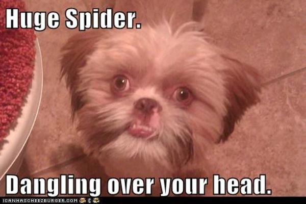 [Image - 299109] | Trauma Dog | Know Your Meme