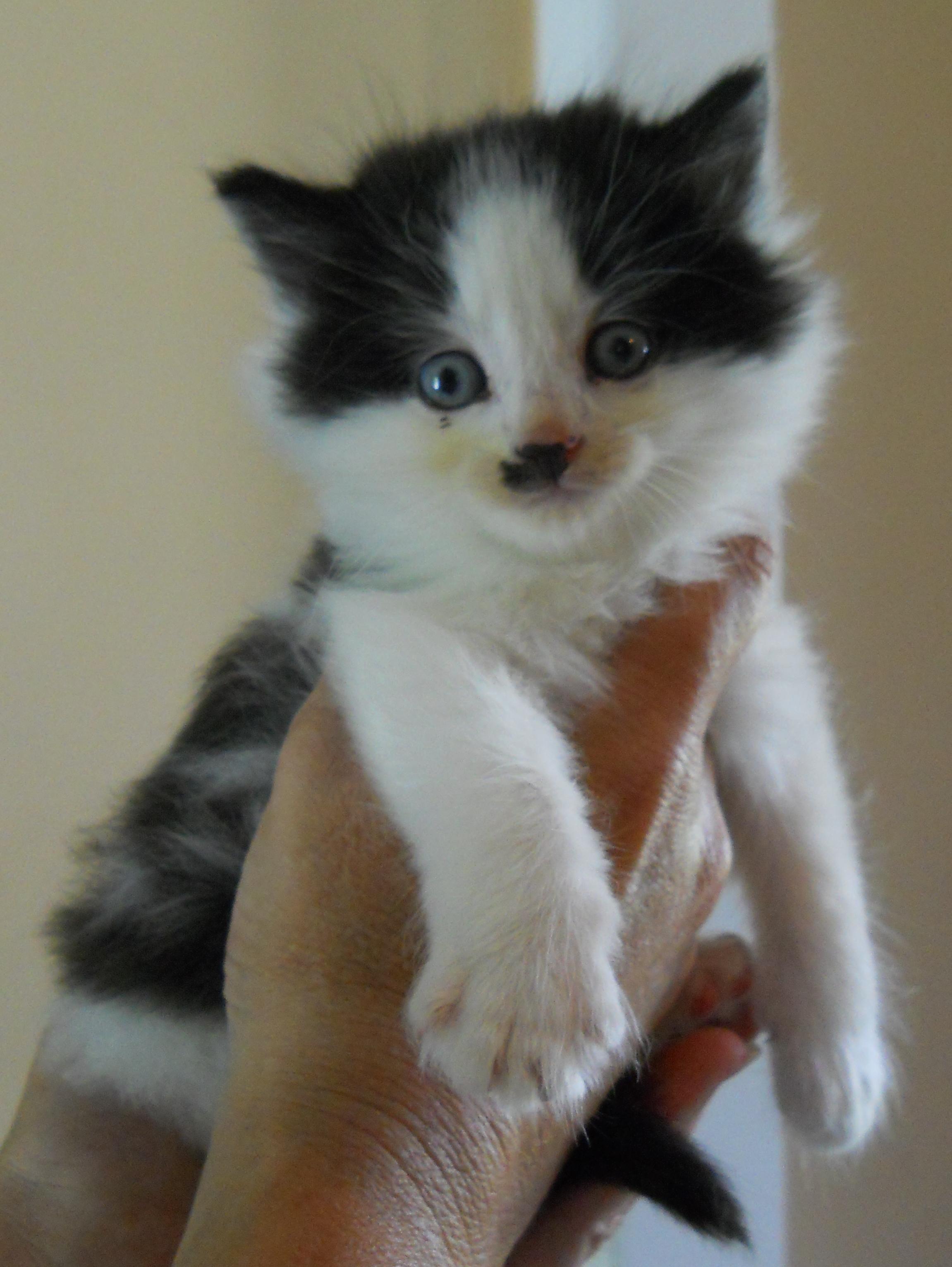 [Image - 301233] | Kitler | Know Your Meme