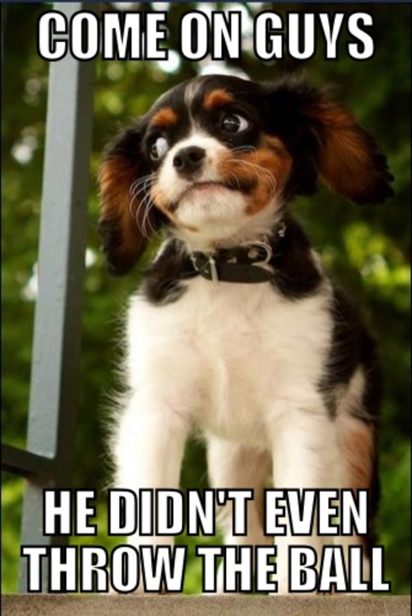 [Image - 309259] | Dogs | Know Your Meme