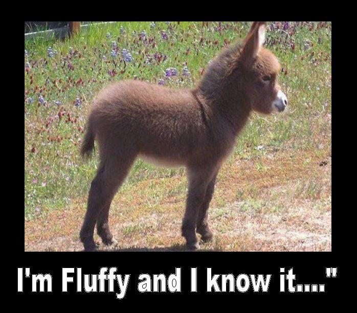I'm Fluffy and I know it! | I'm Sexy And I Know It | Know Your Meme