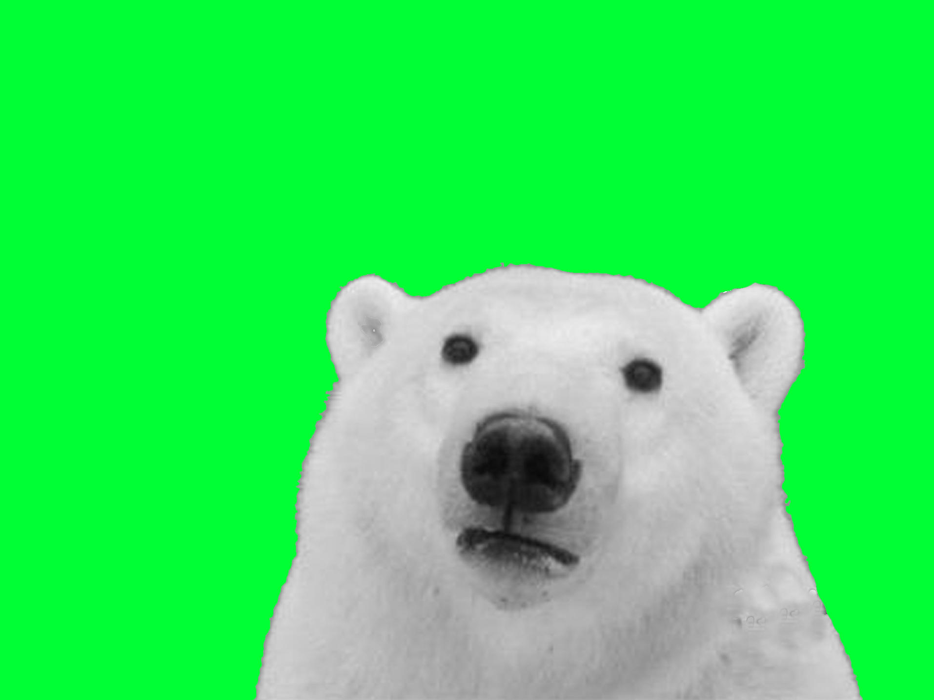 Green Screen Polar Bear | Know Your Meme