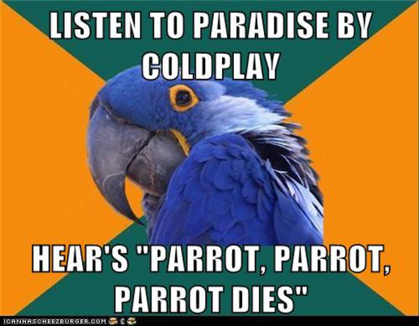 Paranoid Parrot | Paranoid Parrot | Know Your Meme