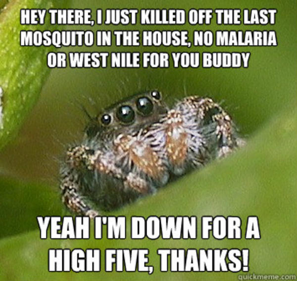 [Image - 325883] | Misunderstood Spider | Know Your Meme
