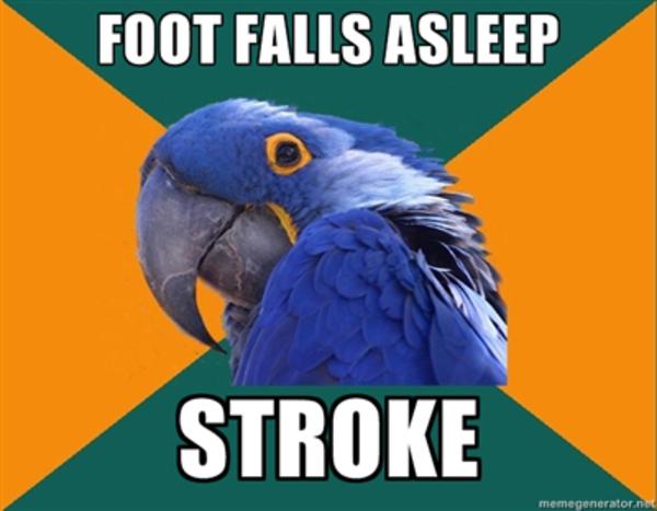 [Image - 330808] | Paranoid Parrot | Know Your Meme