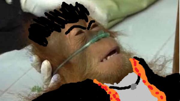 [Image - 332829] | Dying Orangutan | Know Your Meme