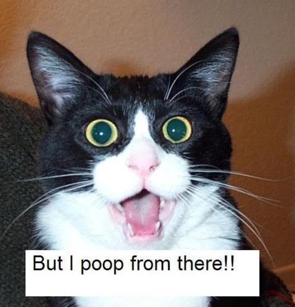 [Image - 342944] | But I Poop From There | Know Your Meme