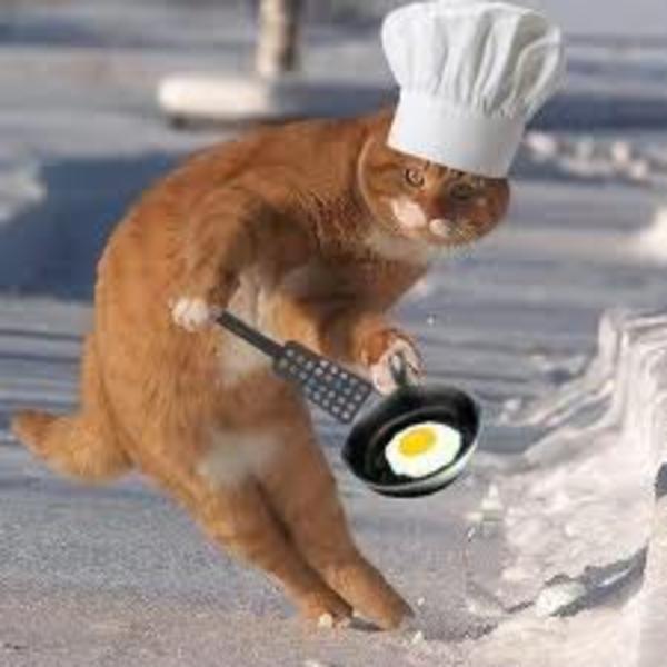 [Image - 377393] | Dodge Cat | Know Your Meme