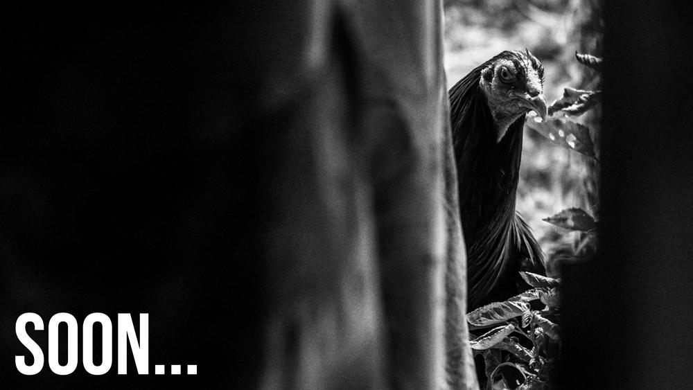 Evil Cock Soon | SOON | Know Your Meme